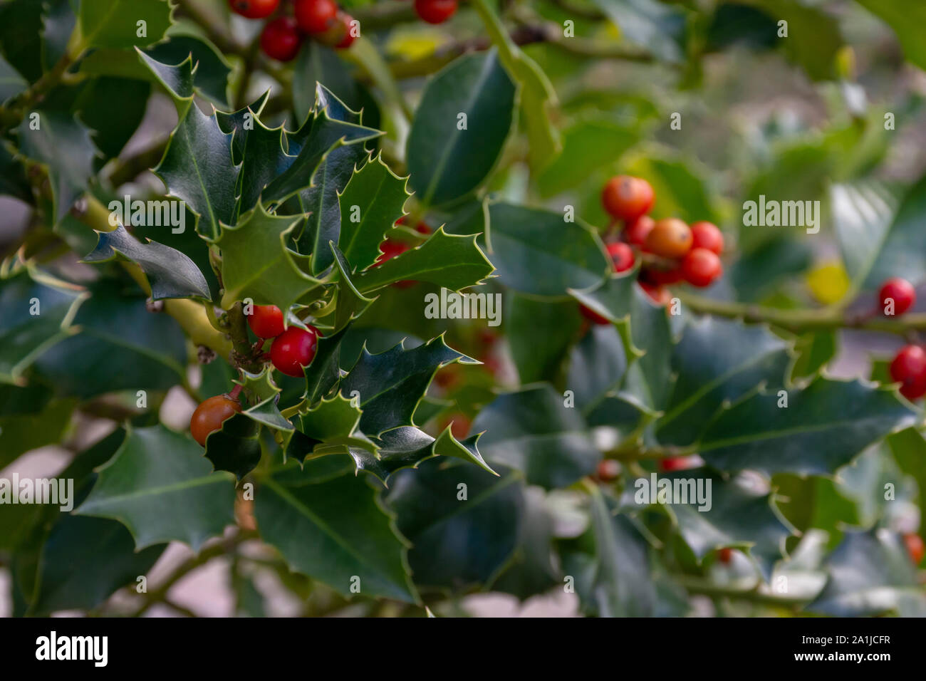 Green background ilex christmas hi-res stock photography and images - Alamy