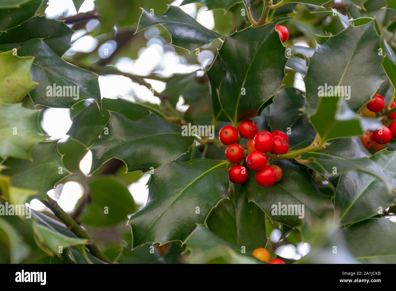 Christmas background, Ilex aquifolium Stock Photo - Alamy