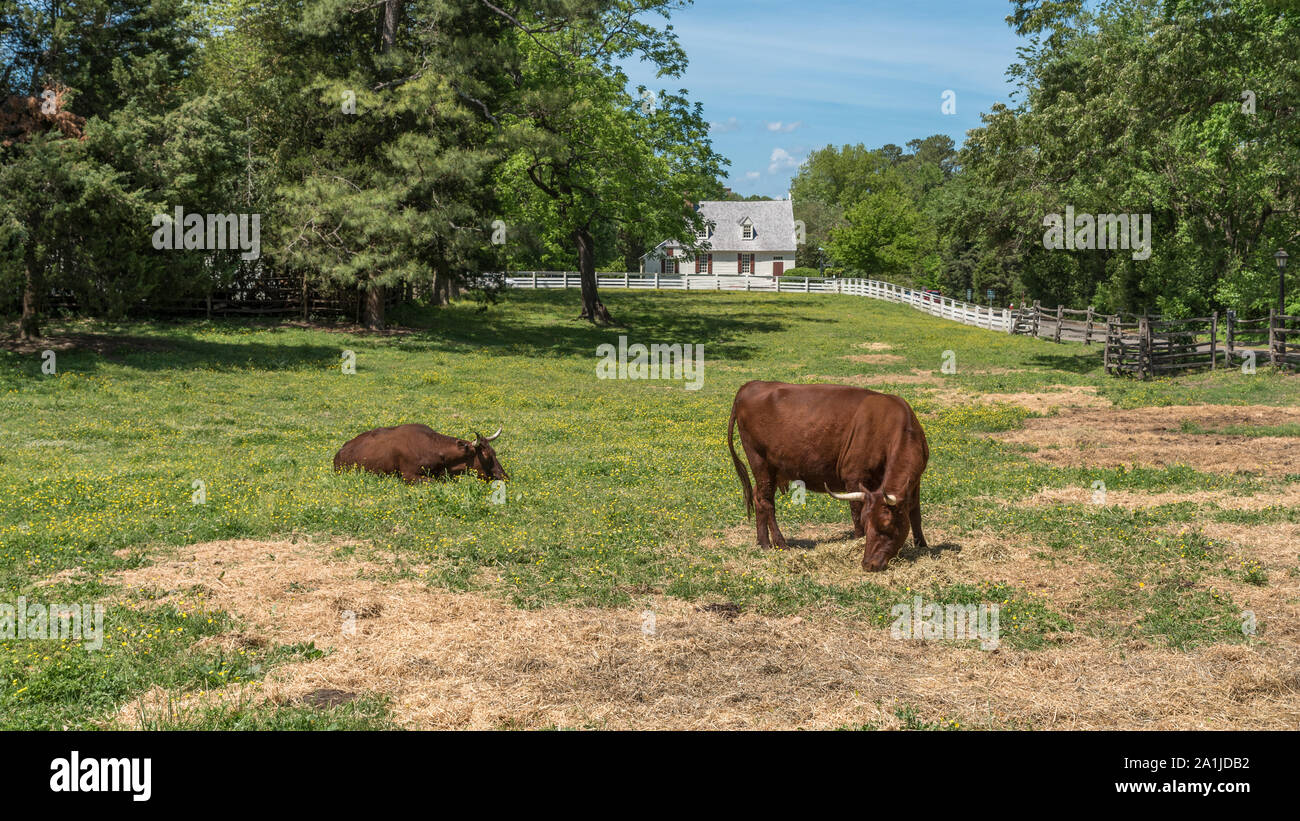 Two cows eating grass hi-res stock photography and images - Alamy