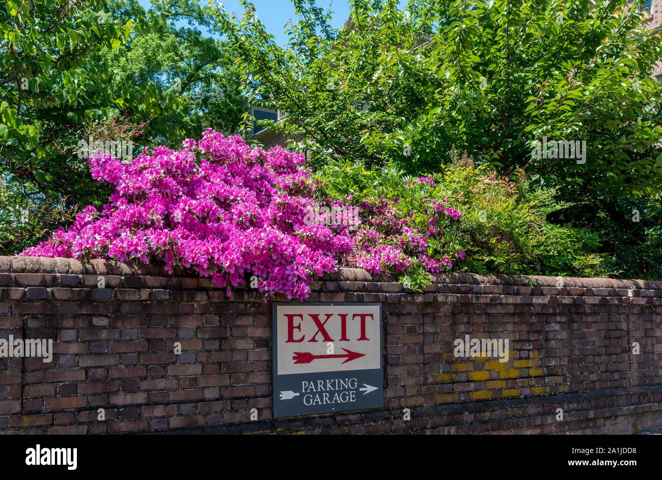 Parking garage exit sign on brick wall with bougainvillea and trees ...