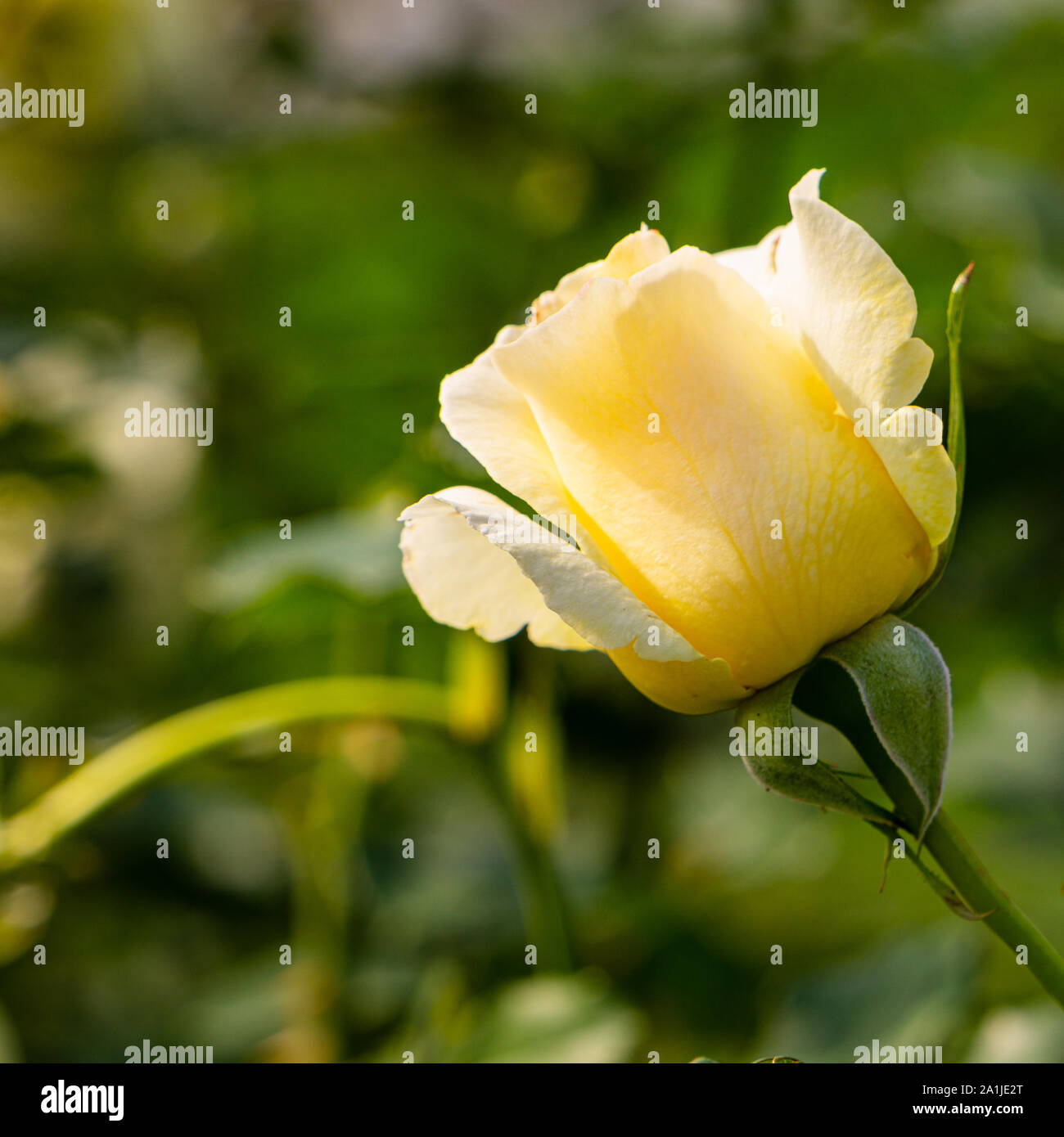 Close up of a single yellow rose bud, partially opened, against a green ...
