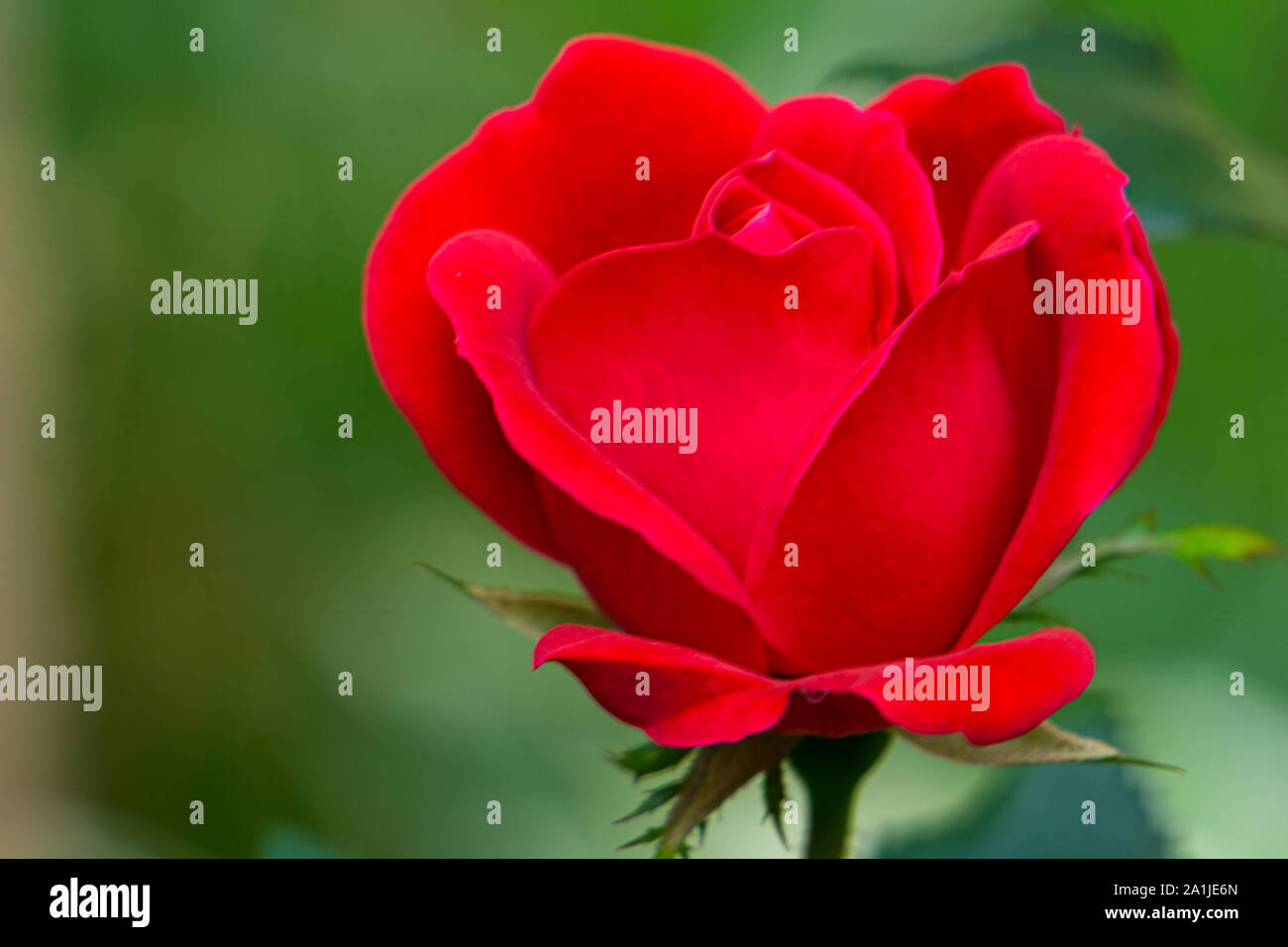 Late blooming red rose against a green leafy background in my own ...