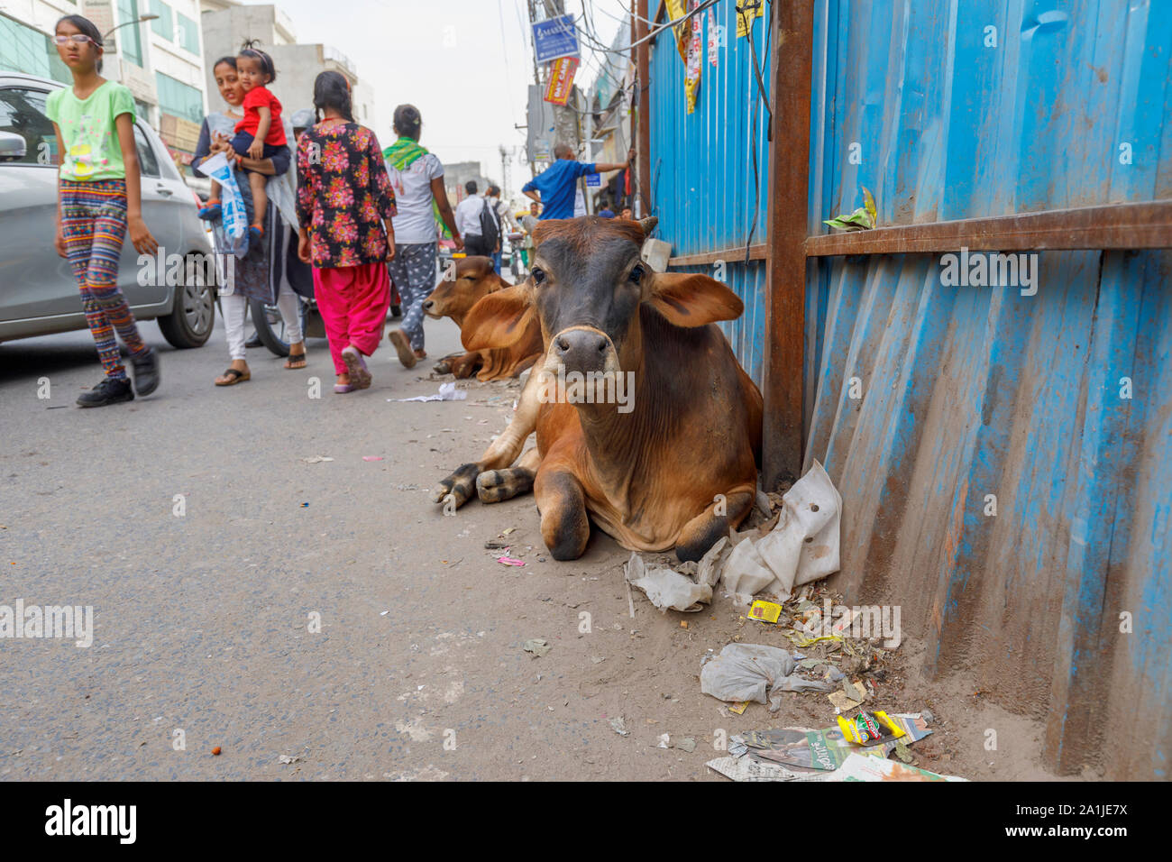 Street scene with typical sacred cows lying on the roadside in ...