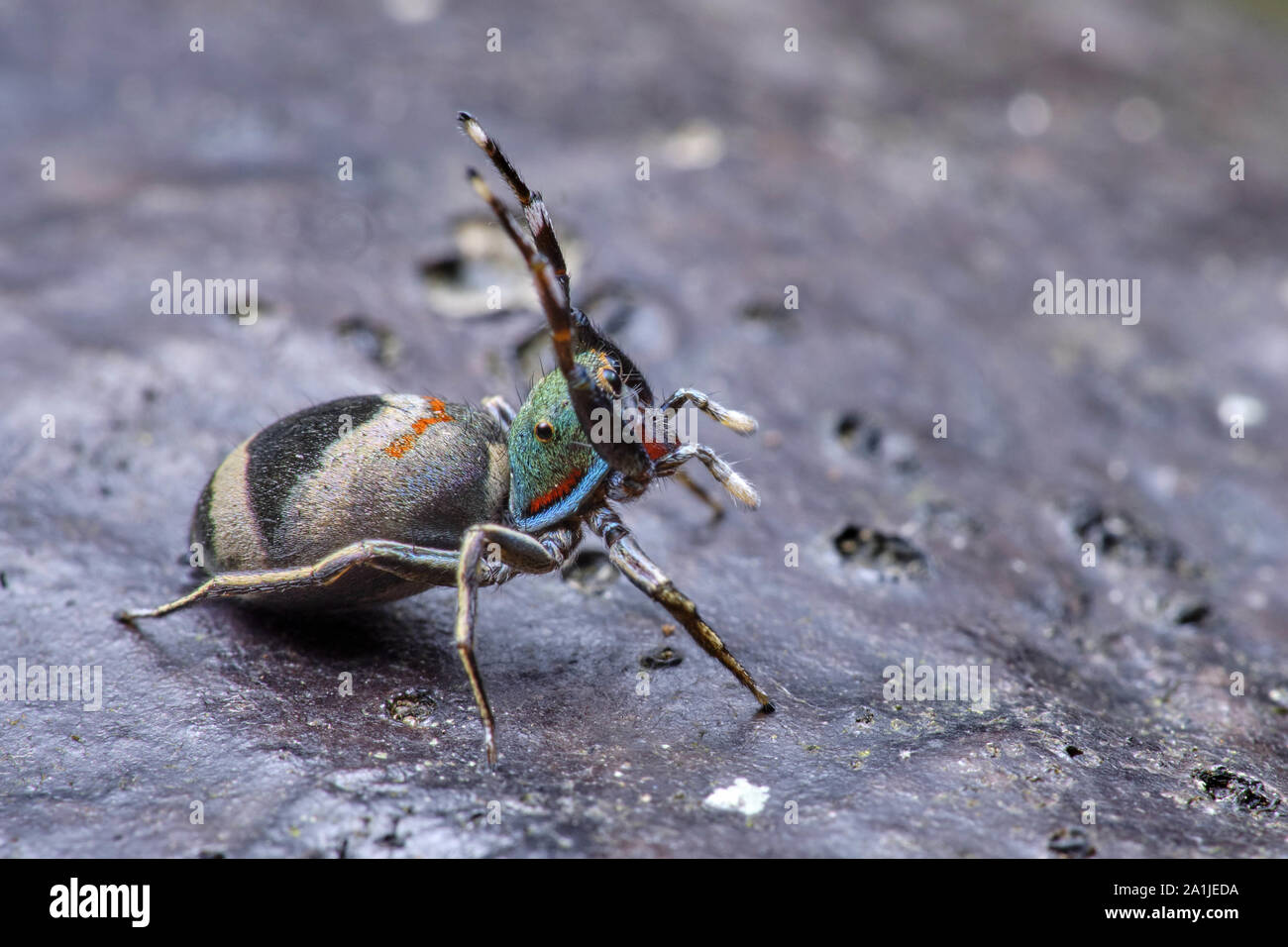 Spider weevil hi-res stock photography and images - Alamy