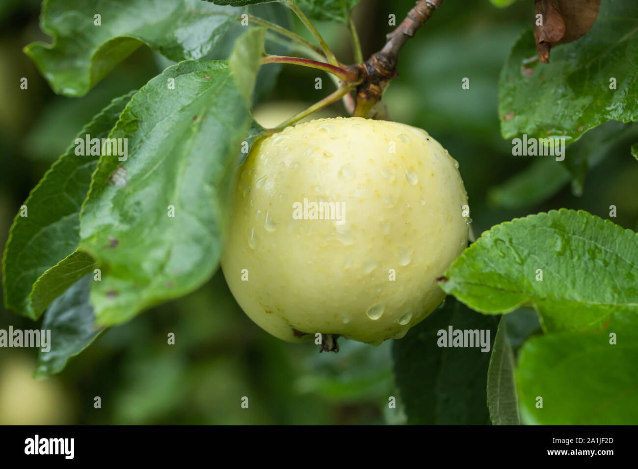 Rain drops on green apple on a apple tree branch Stock Photo - Alamy