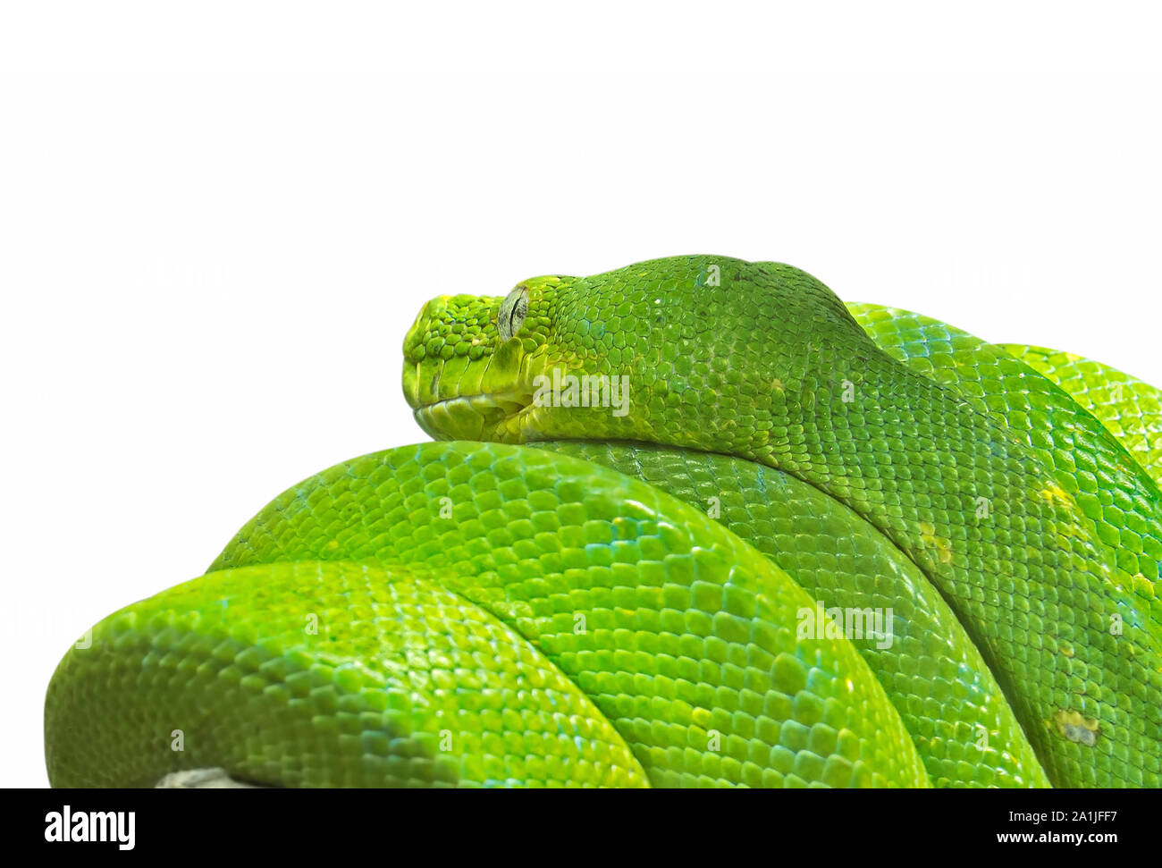 Closeup Green Tree Python Coiled Around a Branch Isolated on White ...