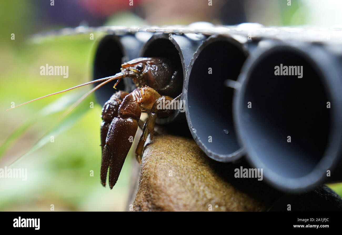 Crayfish area conservation strategy hi-res stock photography and images ...