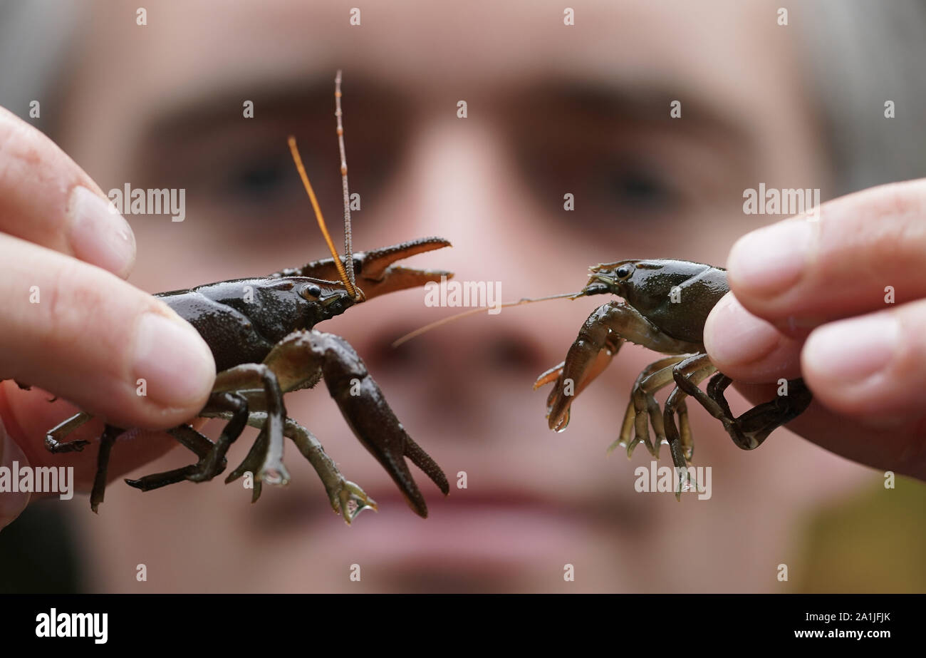 Crayfish area conservation strategy hi-res stock photography and images ...