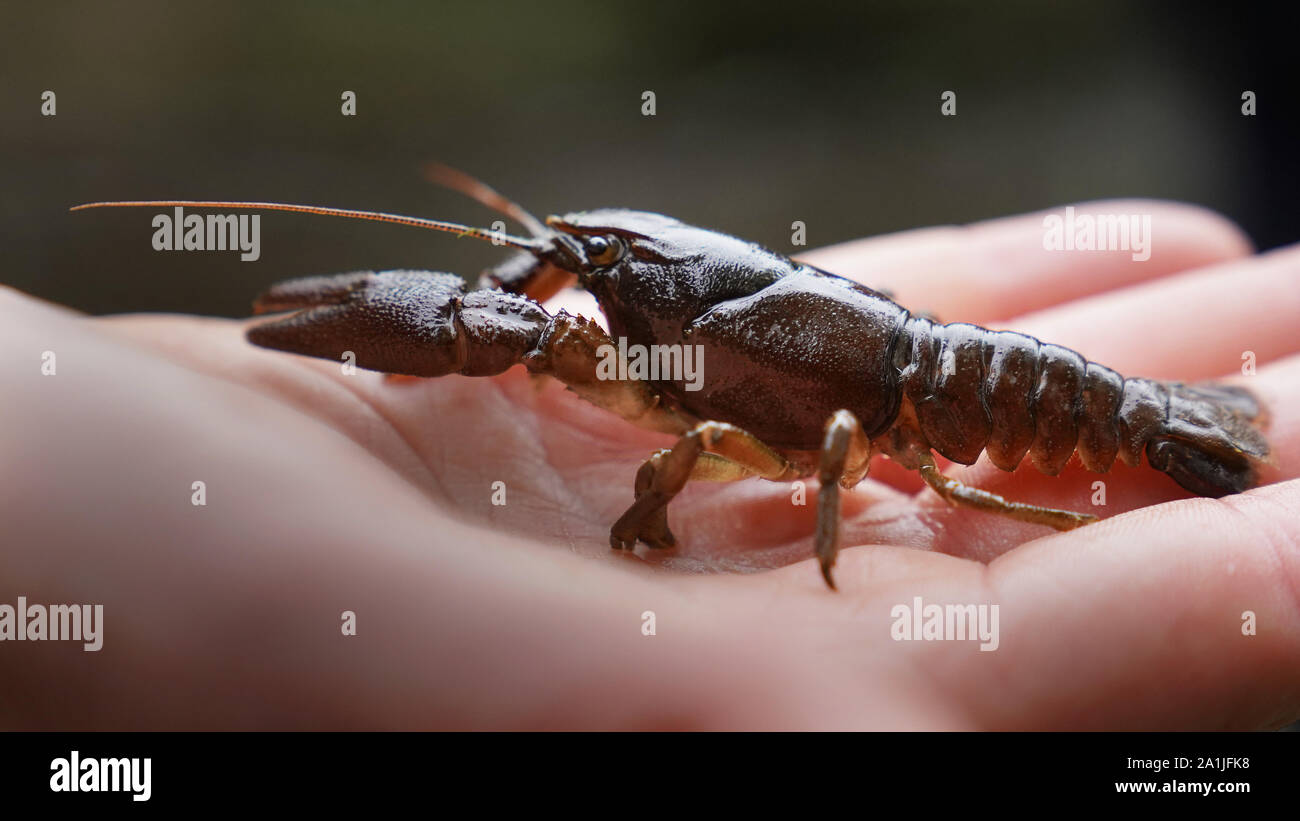 White clawed crayfish uk hi-res stock photography and images - Alamy