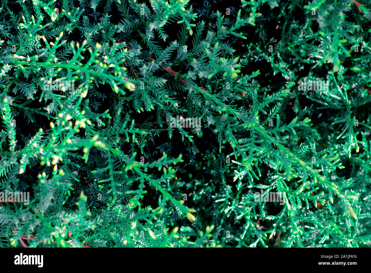Dark needles top view abstract image for background Stock Photo - Alamy