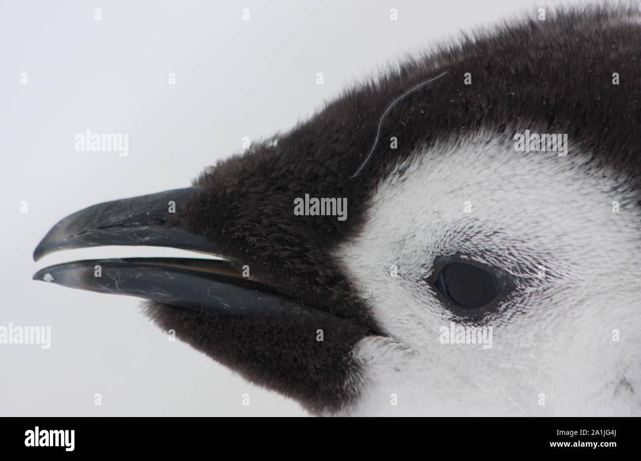 Antarctic penguin chick hi-res stock photography and images - Alamy