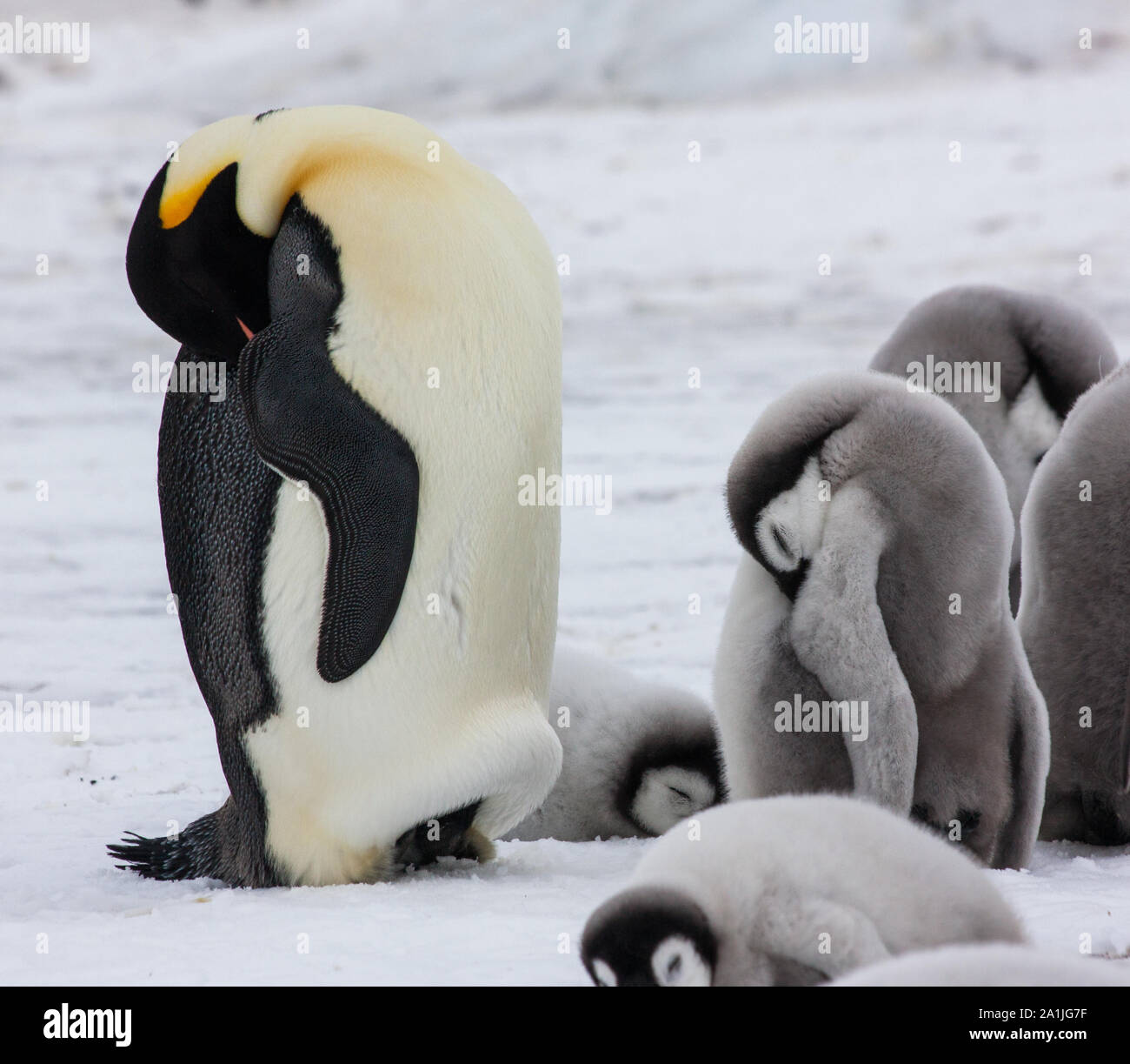 Emperor penguin chick adult hi-res stock photography and images - Alamy