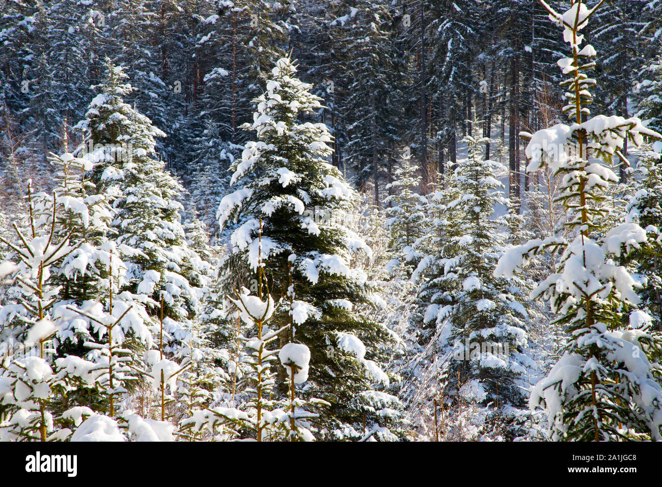 Winter landscape with snowy trees Stock Photo - Alamy