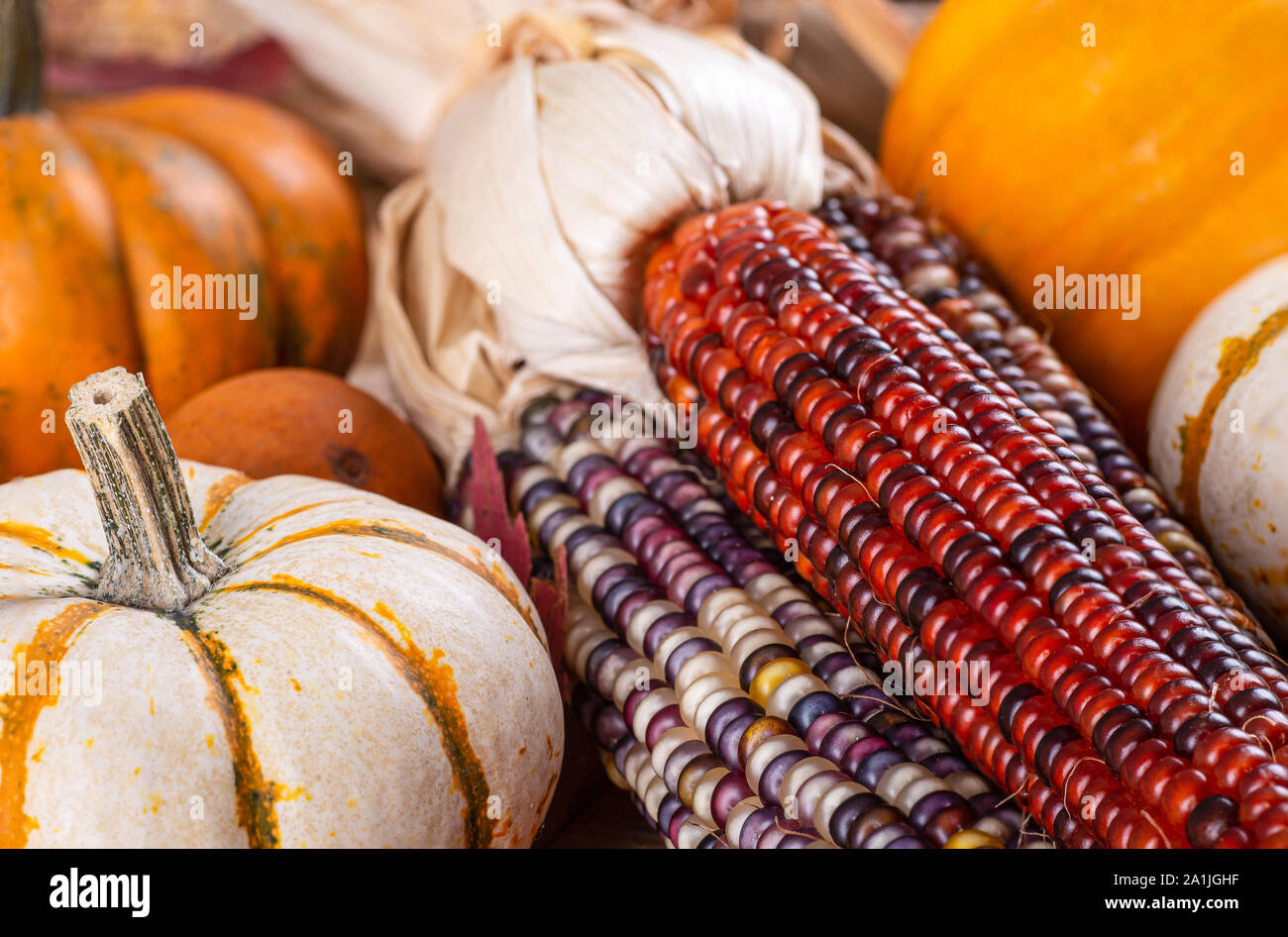 Fall background corn field hi-res stock photography and images - Alamy