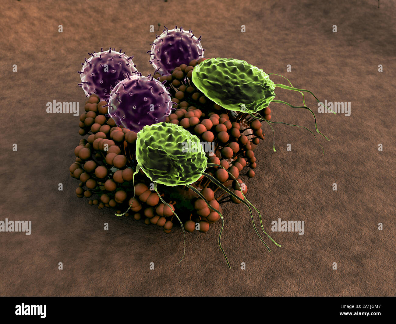 Phagocytes hi-res stock photography and images - Alamy