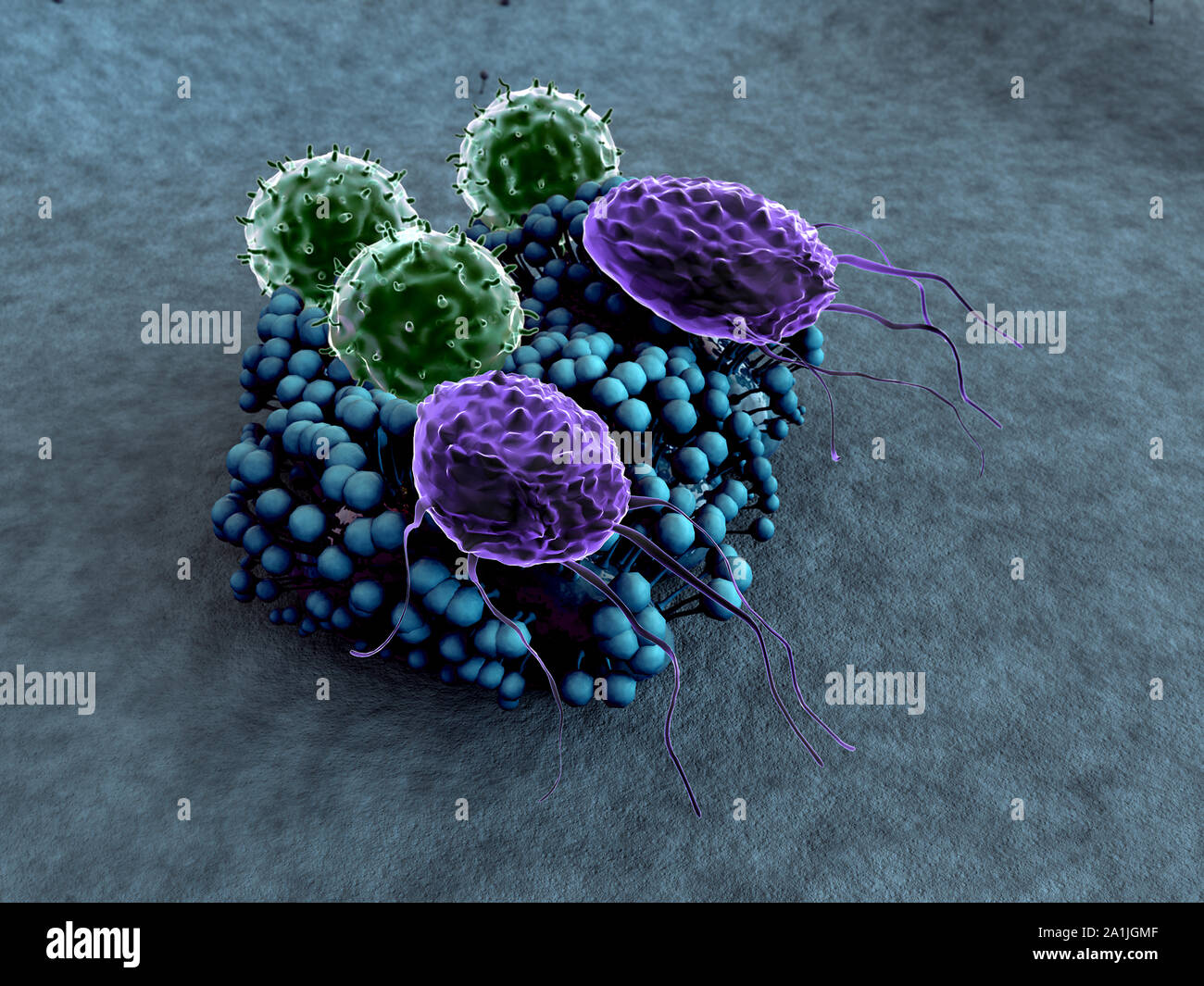 virus and macrophage, lymphocytes and phagocytes attack colony of fungi ...