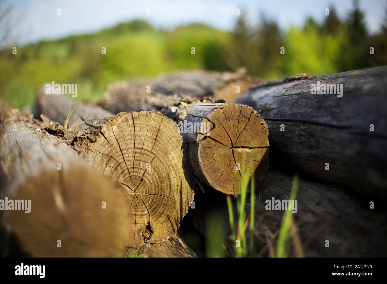 Tree trunks heap Stock Photo - Alamy
