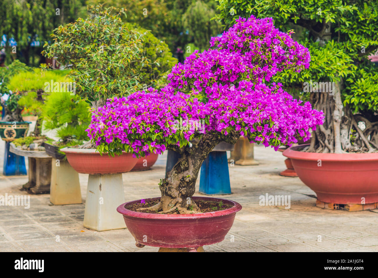 Bonsai and Penjing landscape with miniature evergreen tree in a tray ...