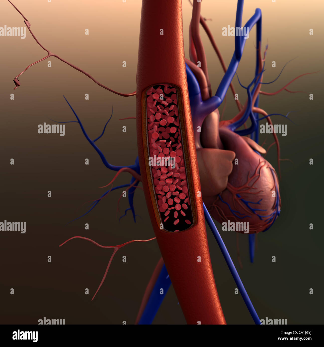 artery shown with a cut out section, High quality rendering with ...