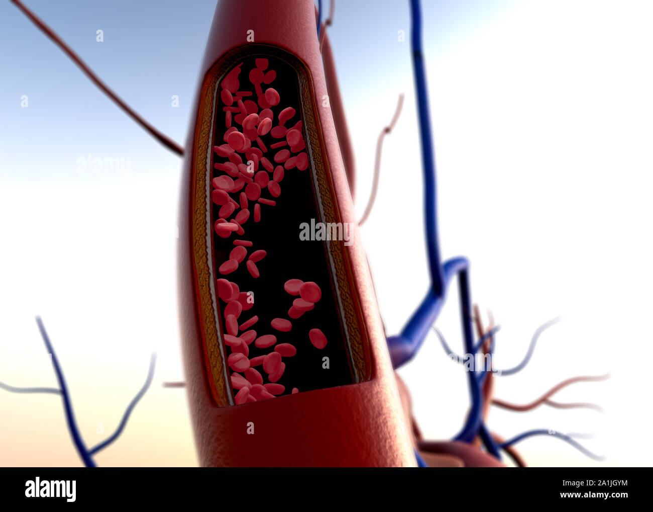 artery shown with a cut out section, High quality rendering with ...