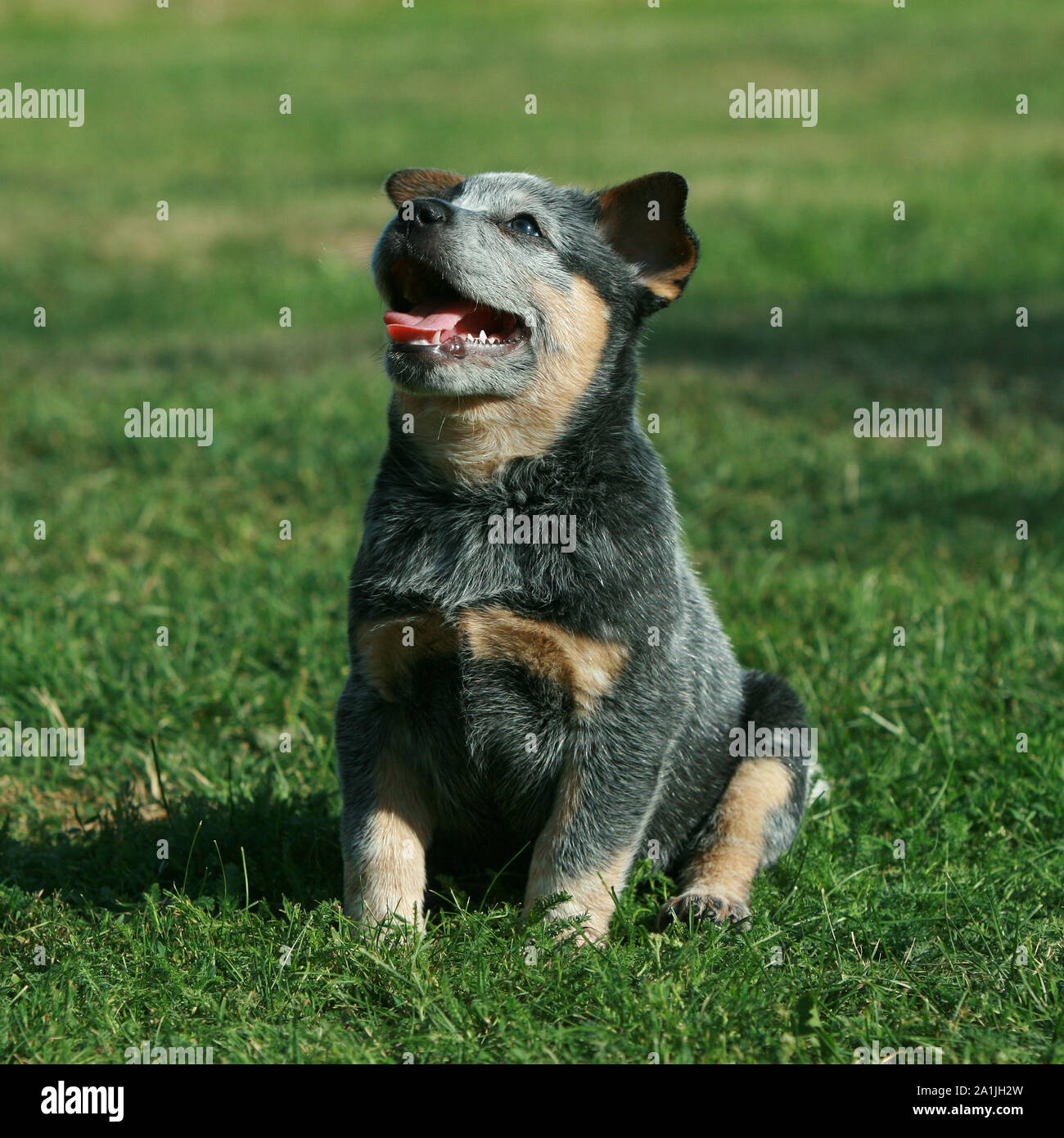 Amazing puppy of Australian Cattle Dog sitting on the grass Stock Photo ...