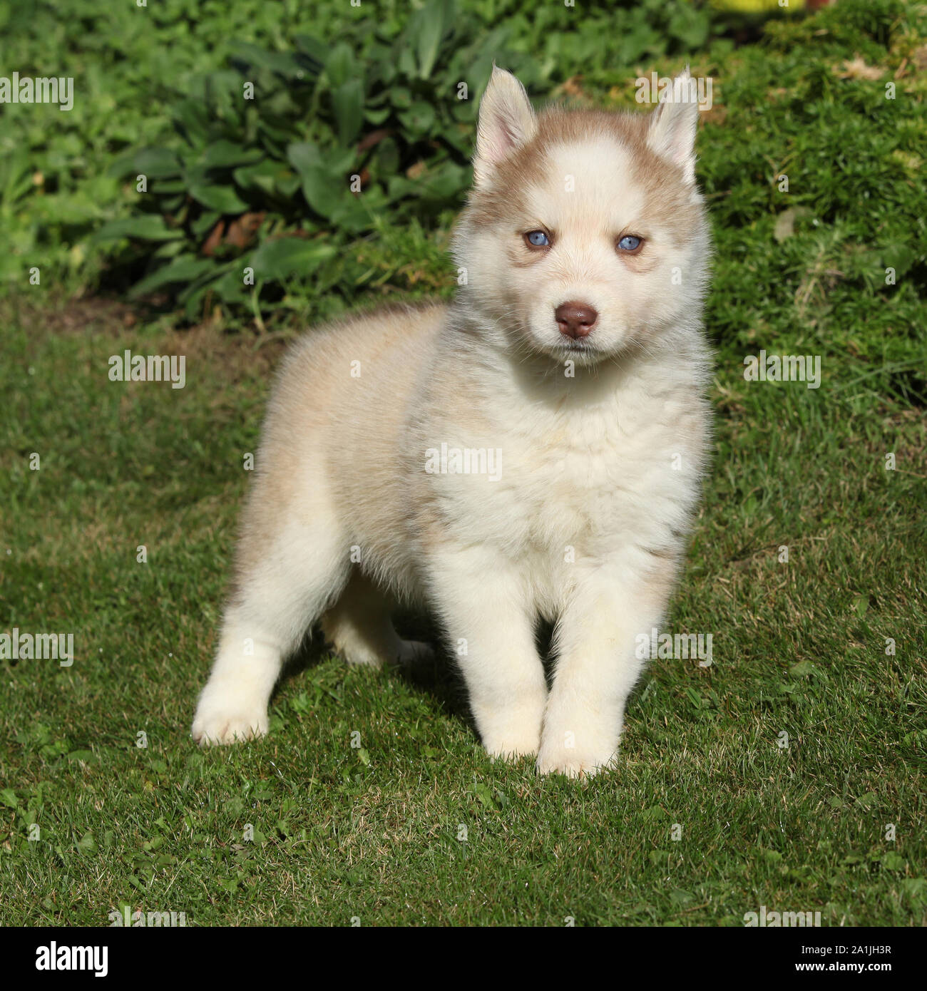 Copper Siberian Husky With Green Eyes
