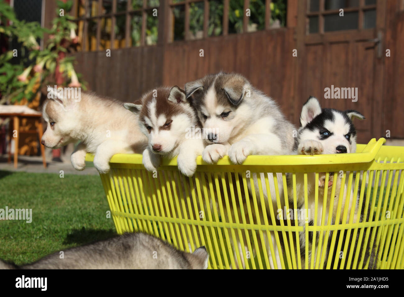 Group of huskies hi-res stock photography and images - Alamy