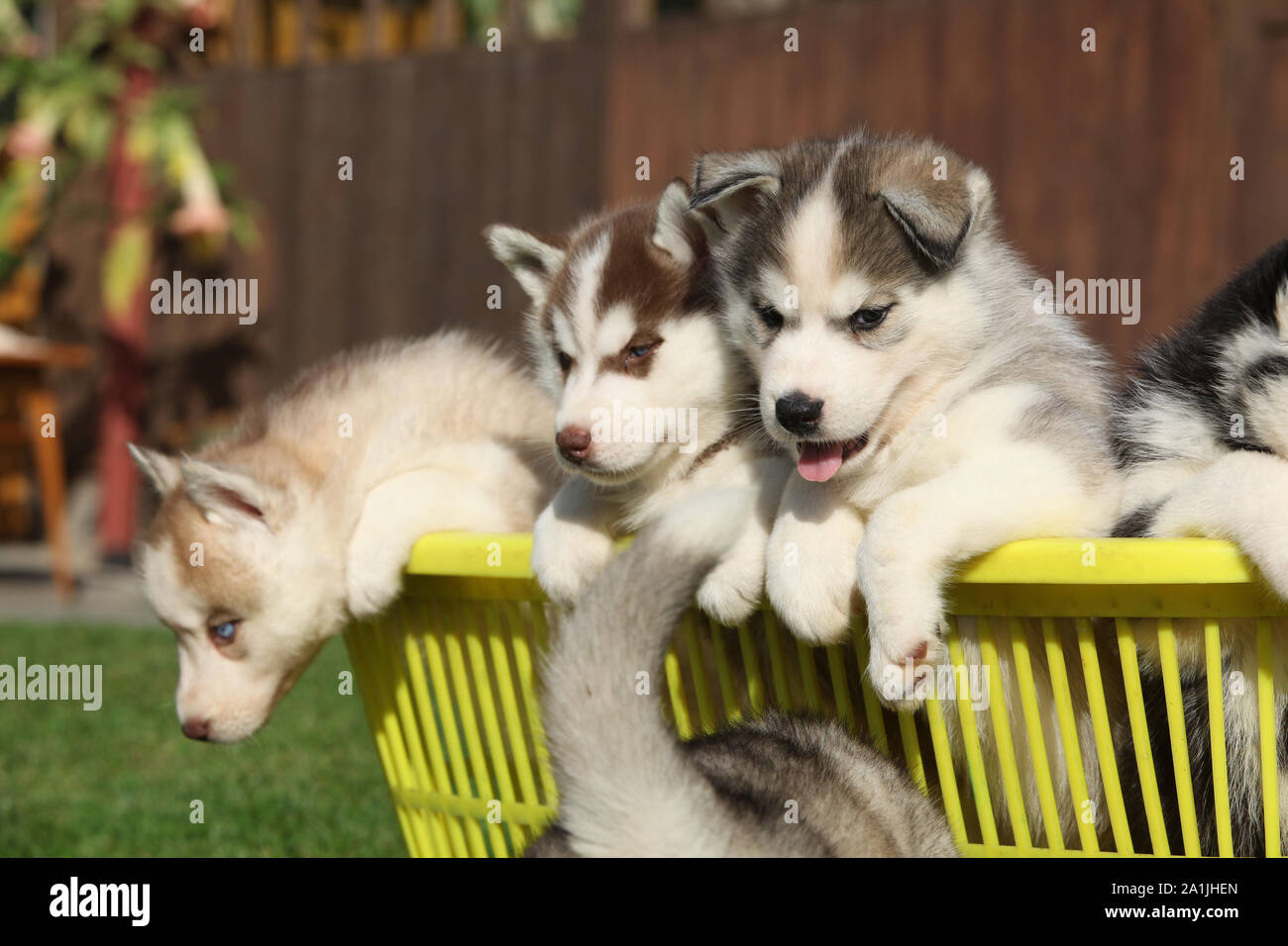 Group of huskies hi-res stock photography and images - Alamy