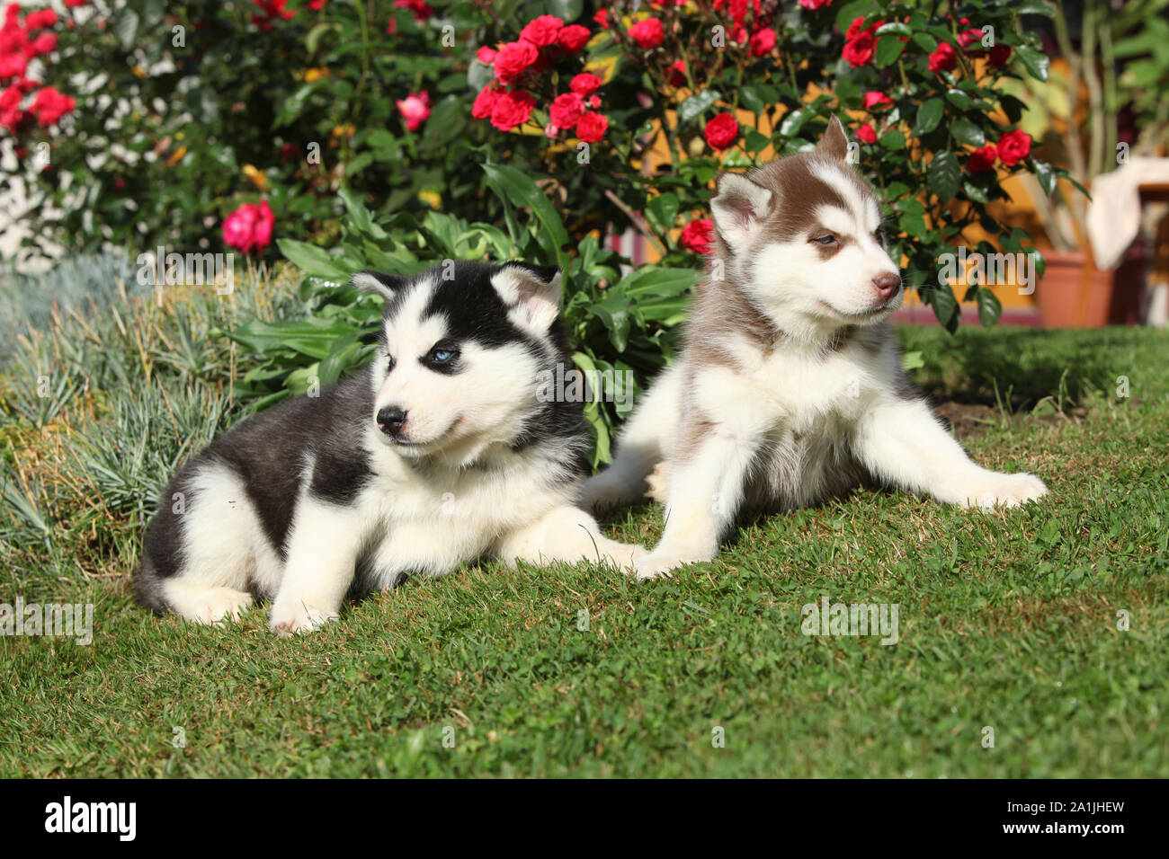 Husky puppy flowers hi-res stock photography and images - Alamy