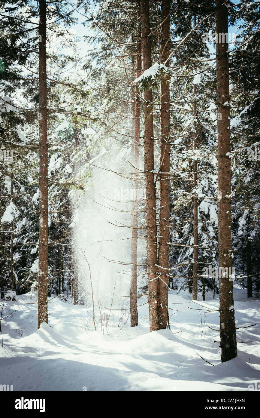 Winter landscape with snowy trees, snow is falling down Stock Photo - Alamy