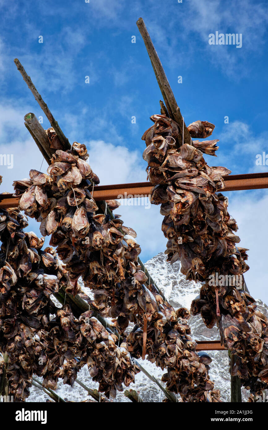 Drying stockfish cod heads in A fishing village in Norway Stock Photo ...