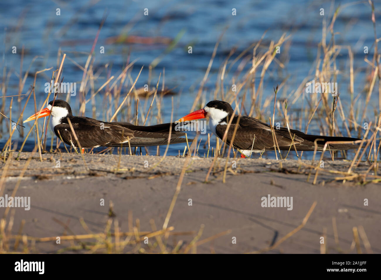African skimmer in profile hi-res stock photography and images - Alamy