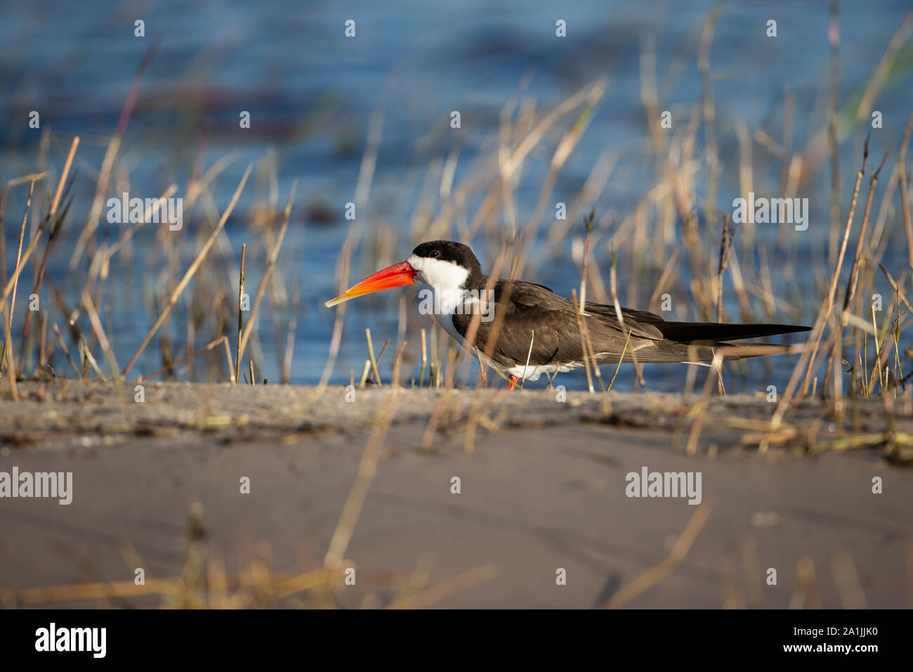 African skimmer in profile hi-res stock photography and images - Alamy