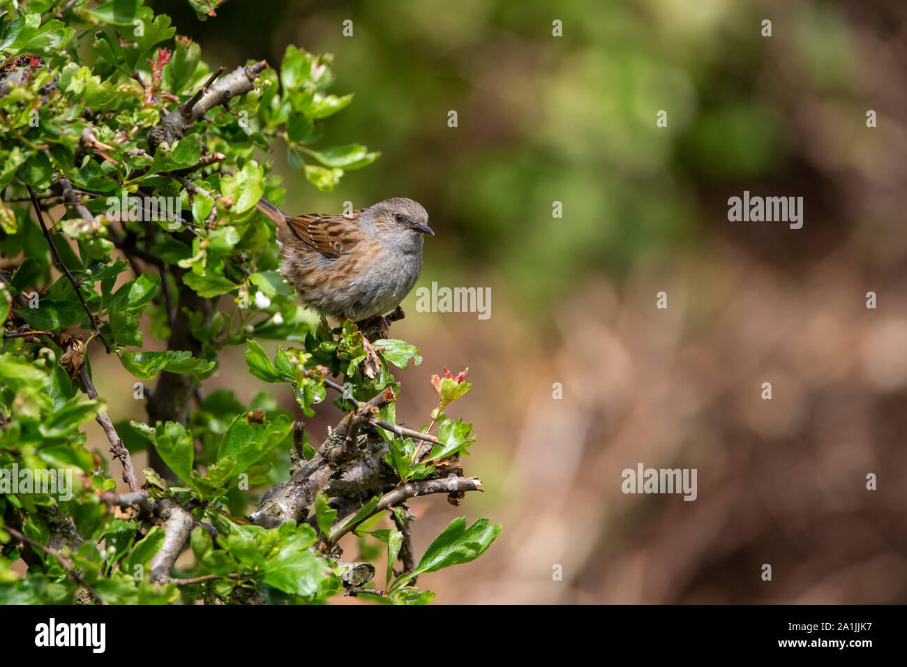 Dunnock bird hi-res stock photography and images - Alamy