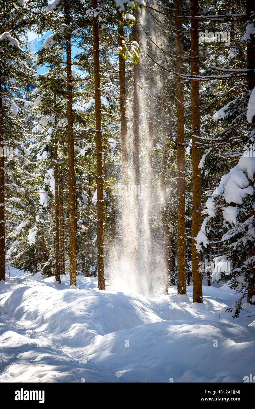 Winter landscape with footpath and snowy trees, snow is falling down ...