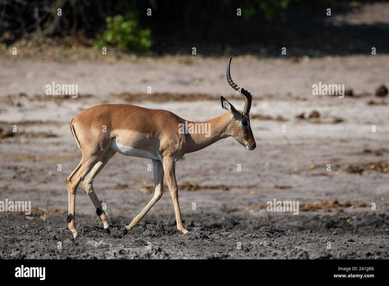 African Grazers High Resolution Stock Photography and Images - Alamy