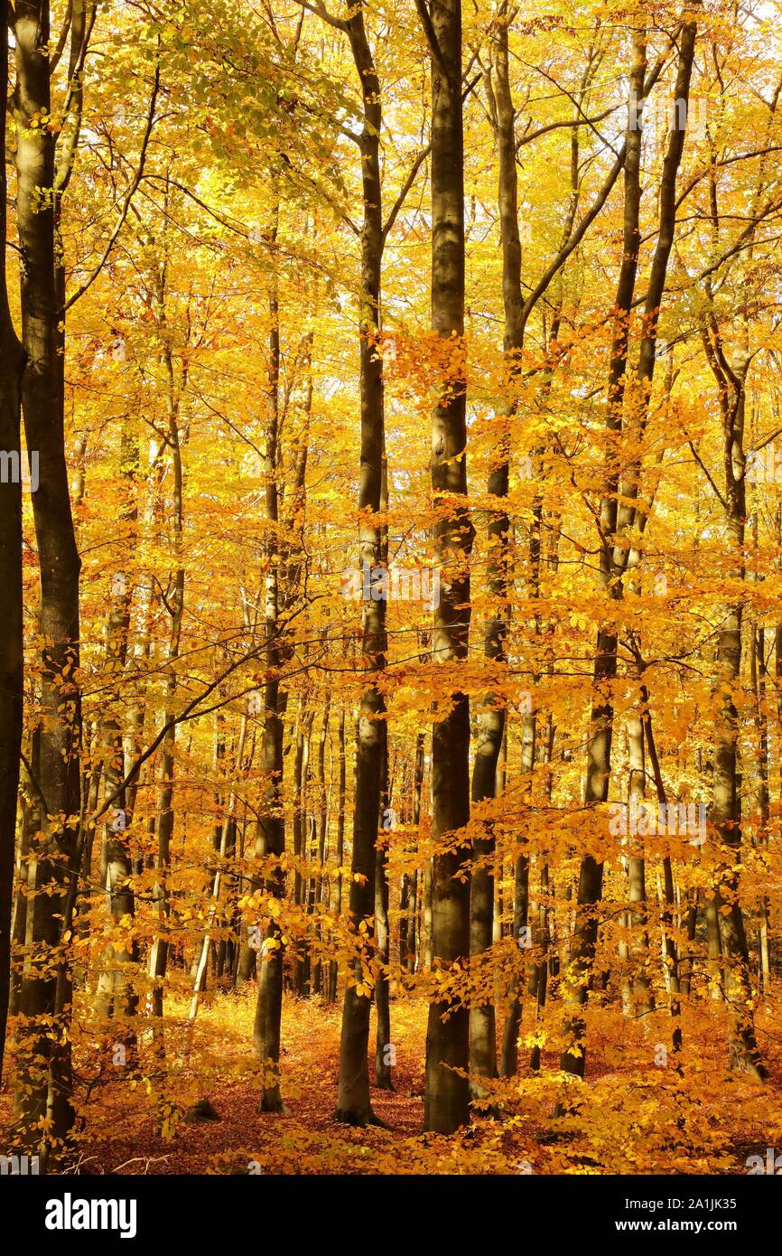 Herbstwald, Common beech (Fagus sylvatica), glows in yellow tones ...