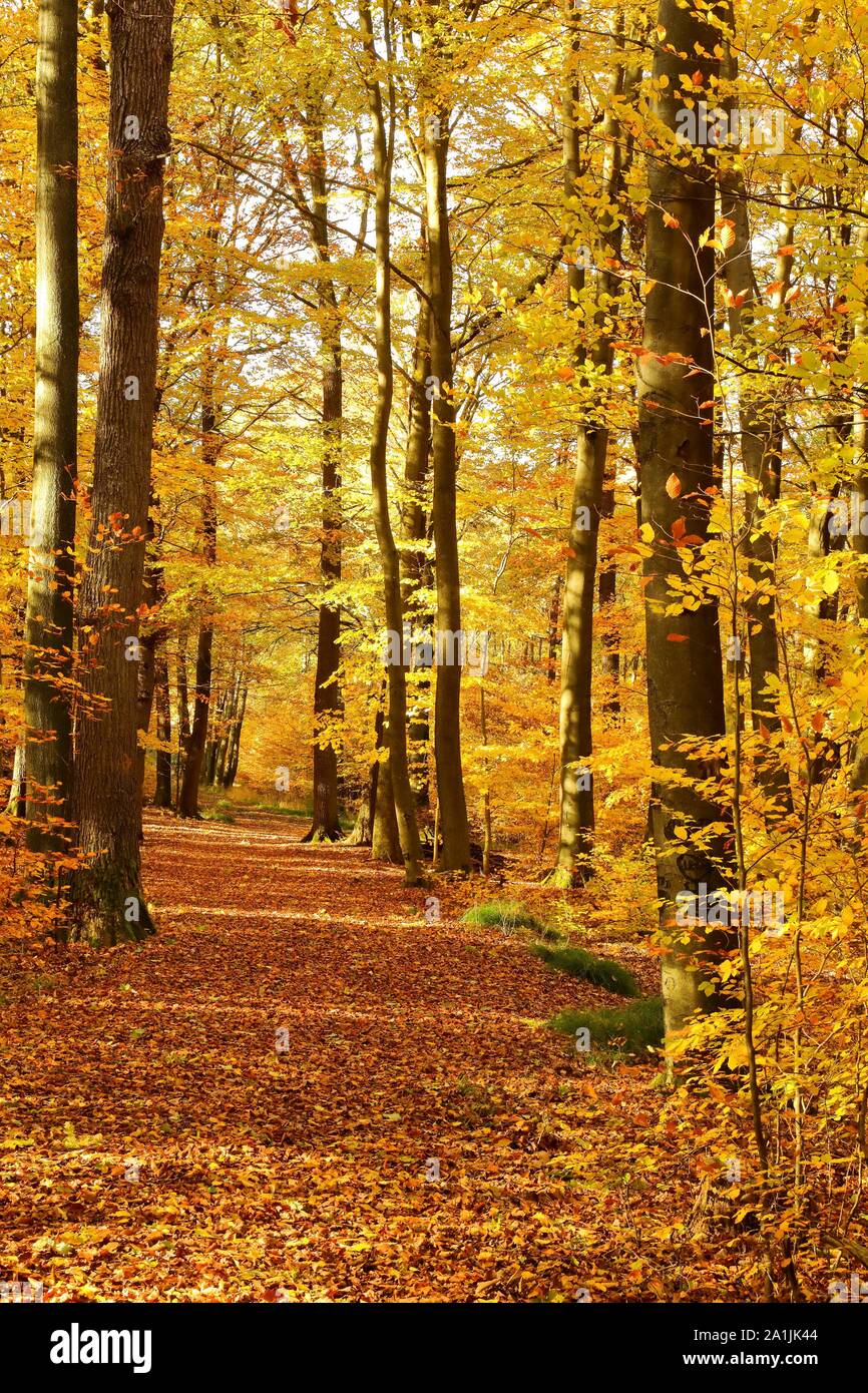 Herbstwald, Common beech (Fagus sylvatica), glows in yellow tones ...