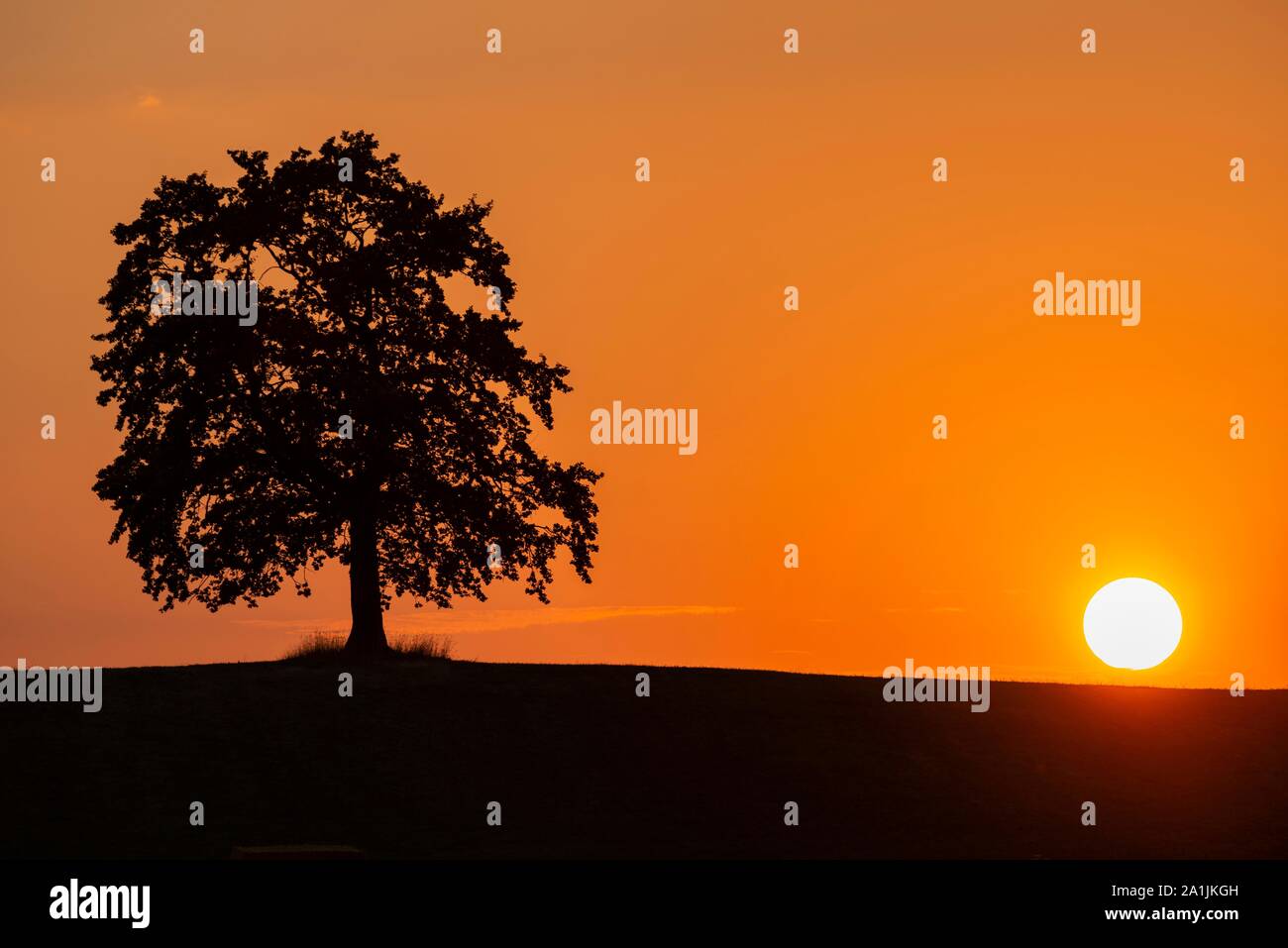Oak at sunset, Munsing, silhouette, Upper Bavaria, Bavaria, Germany ...