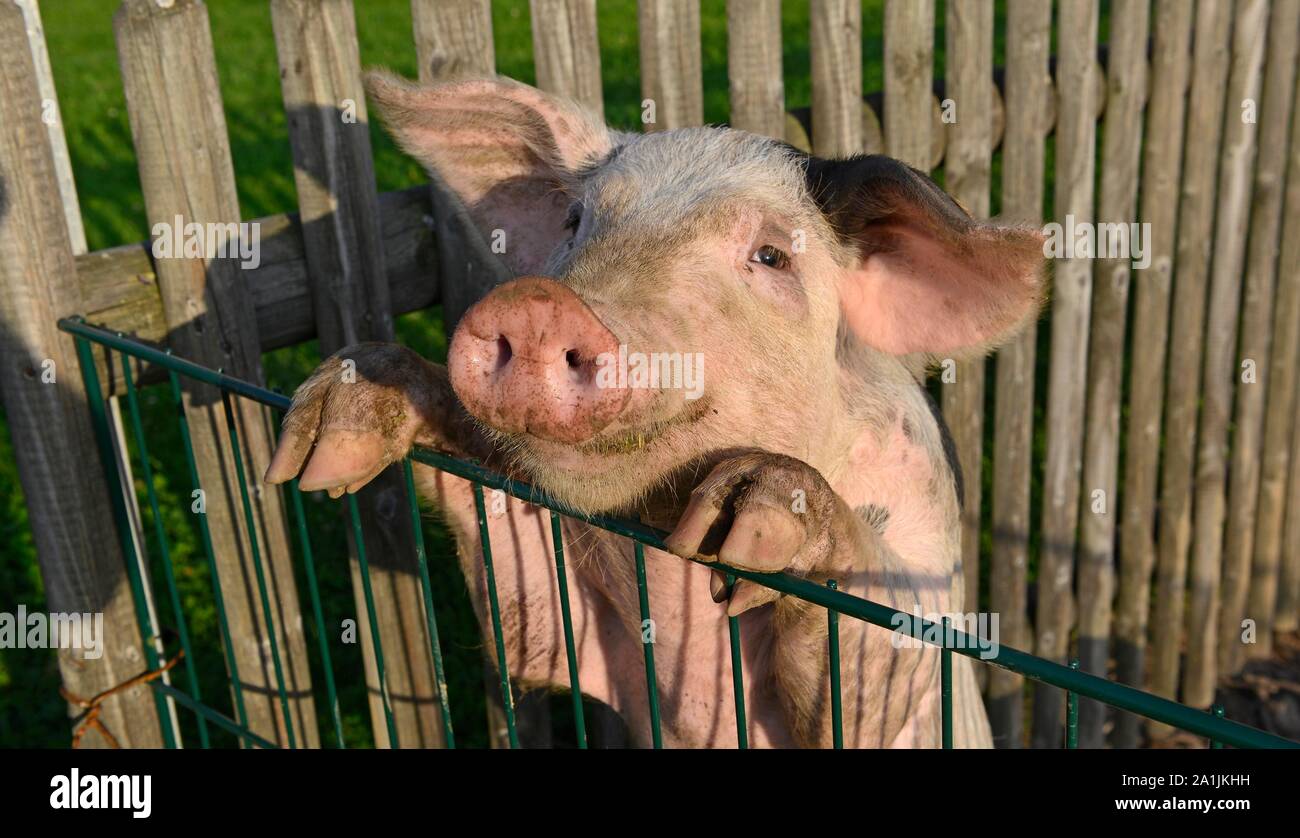 Pig on an organic farm, Upper Bavaria, Bavaria, Germany Stock Photo - Alamy