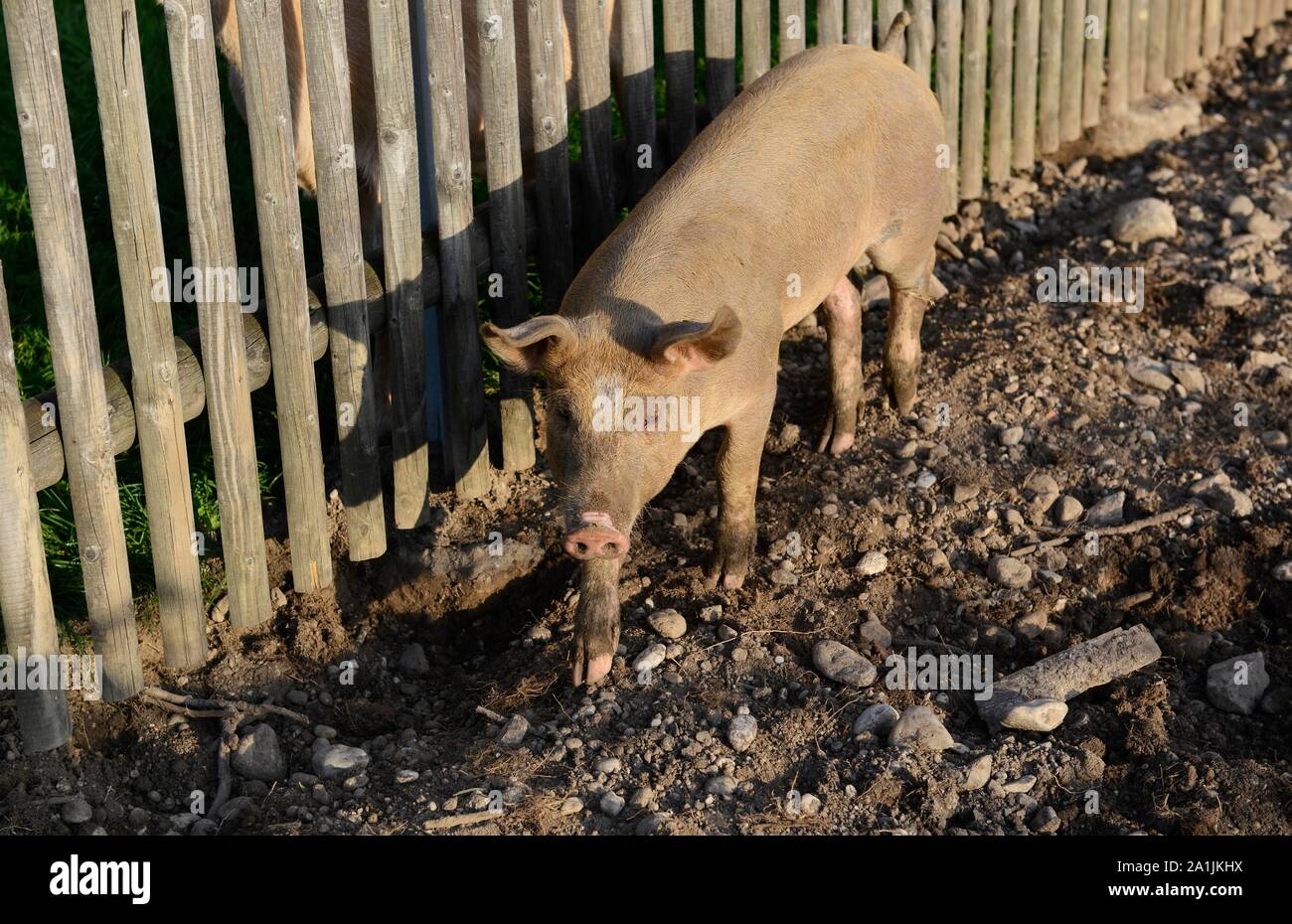 Pig on an organic farm, Upper Bavaria, Bavaria, Germany Stock Photo - Alamy