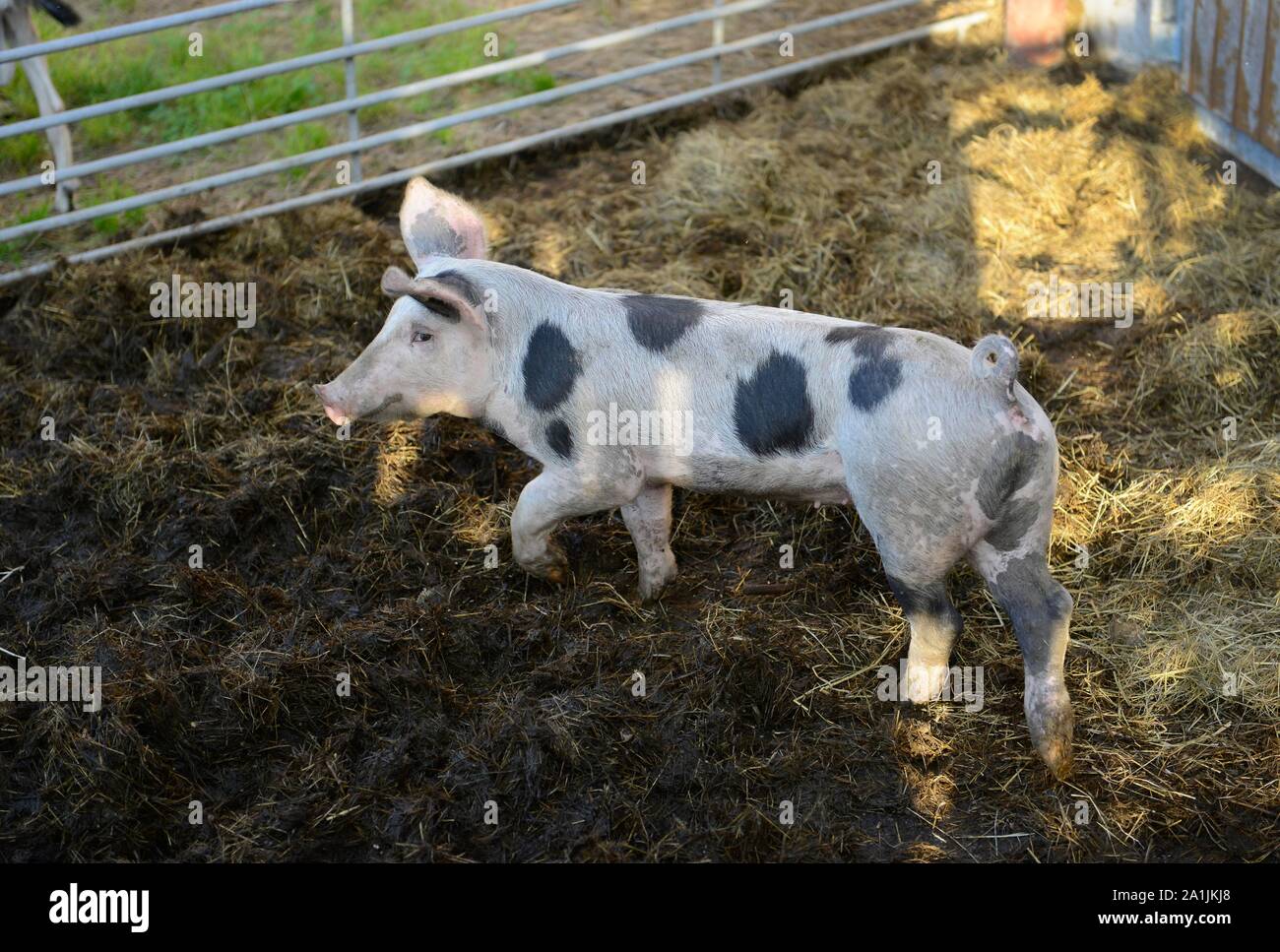 German pig farm hi-res stock photography and images - Alamy