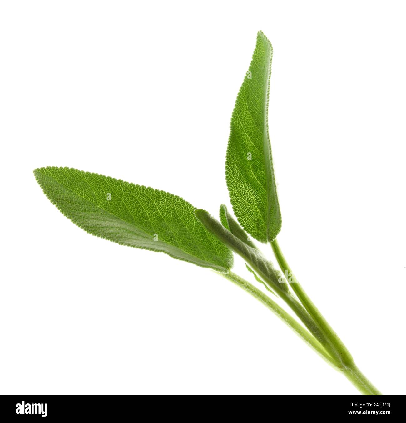 Sage sheets salvia Cut Out Stock Images & Pictures - Alamy