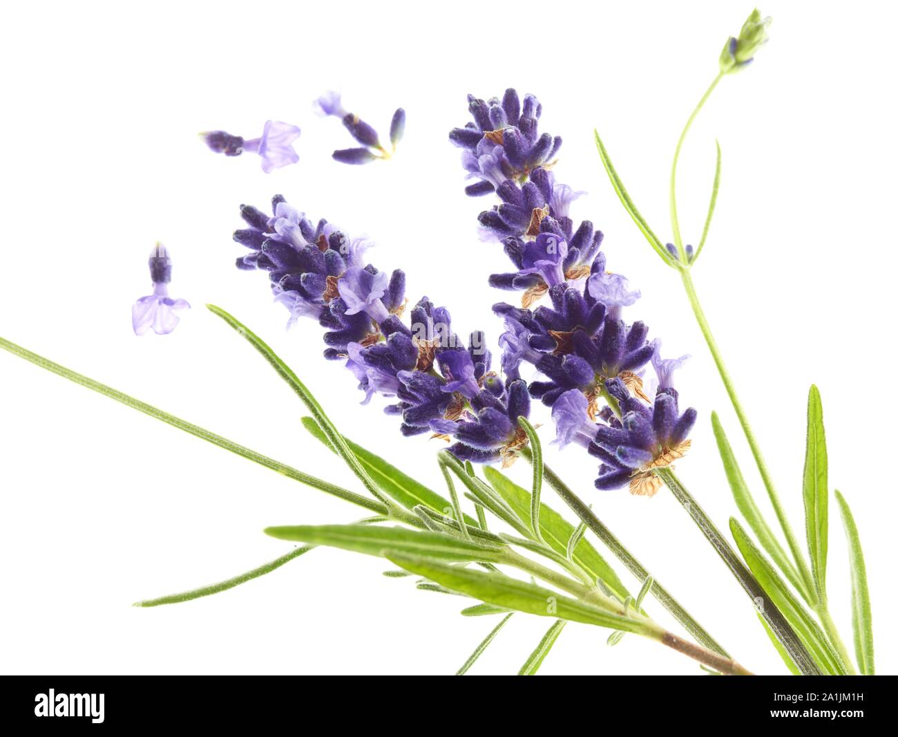 Lavender flowers (Lavandula angustifolia), cutout, Germany Stock Photo ...
