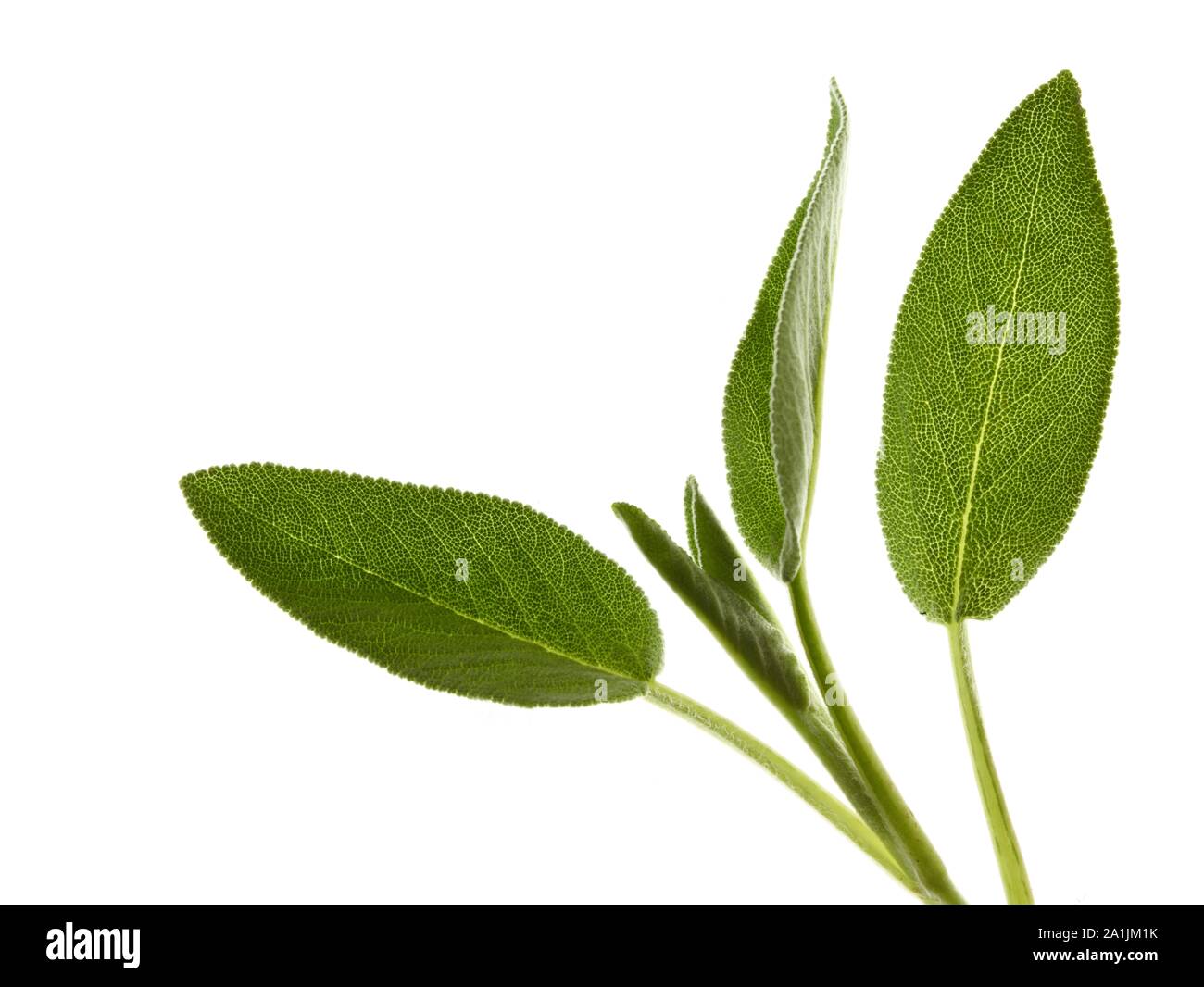 Sage sheets salvia Cut Out Stock Images & Pictures - Alamy