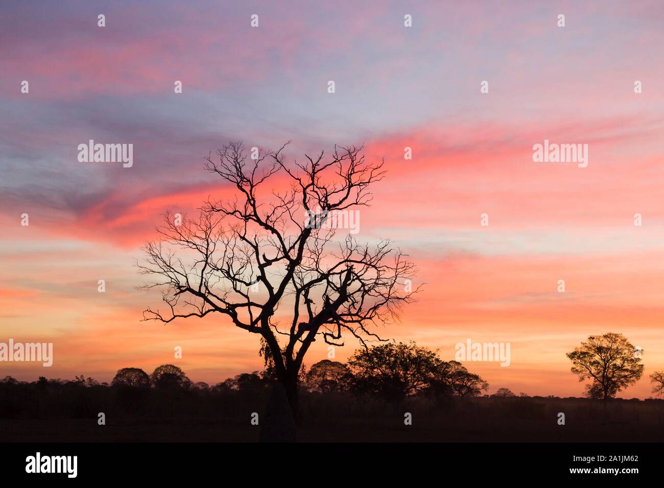 Pantanal brazil wetland sunset hi-res stock photography and images - Alamy