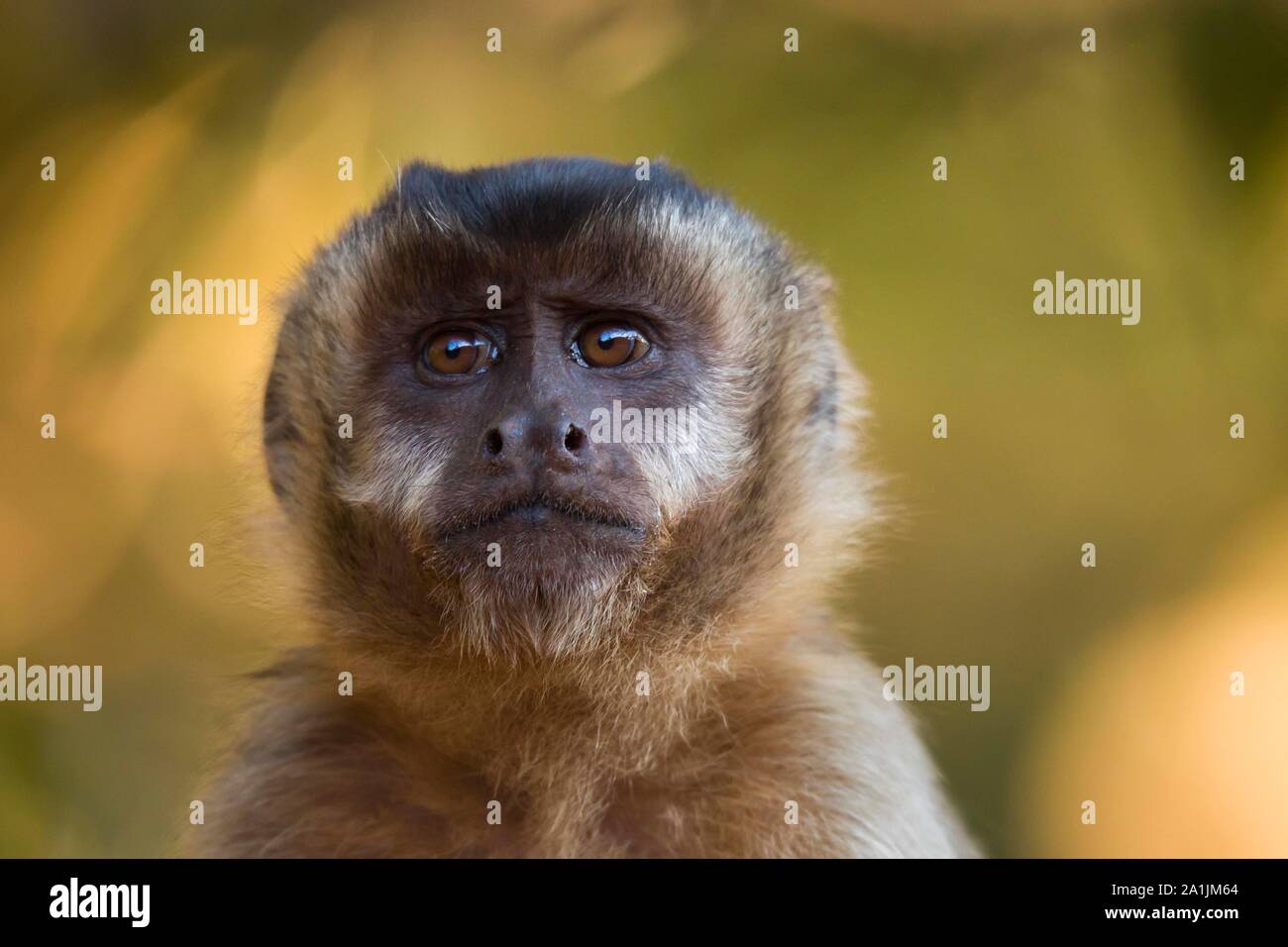Tufted Capuchin (Cebus apella), animal portrait, Pantanal, Brazil Stock ...