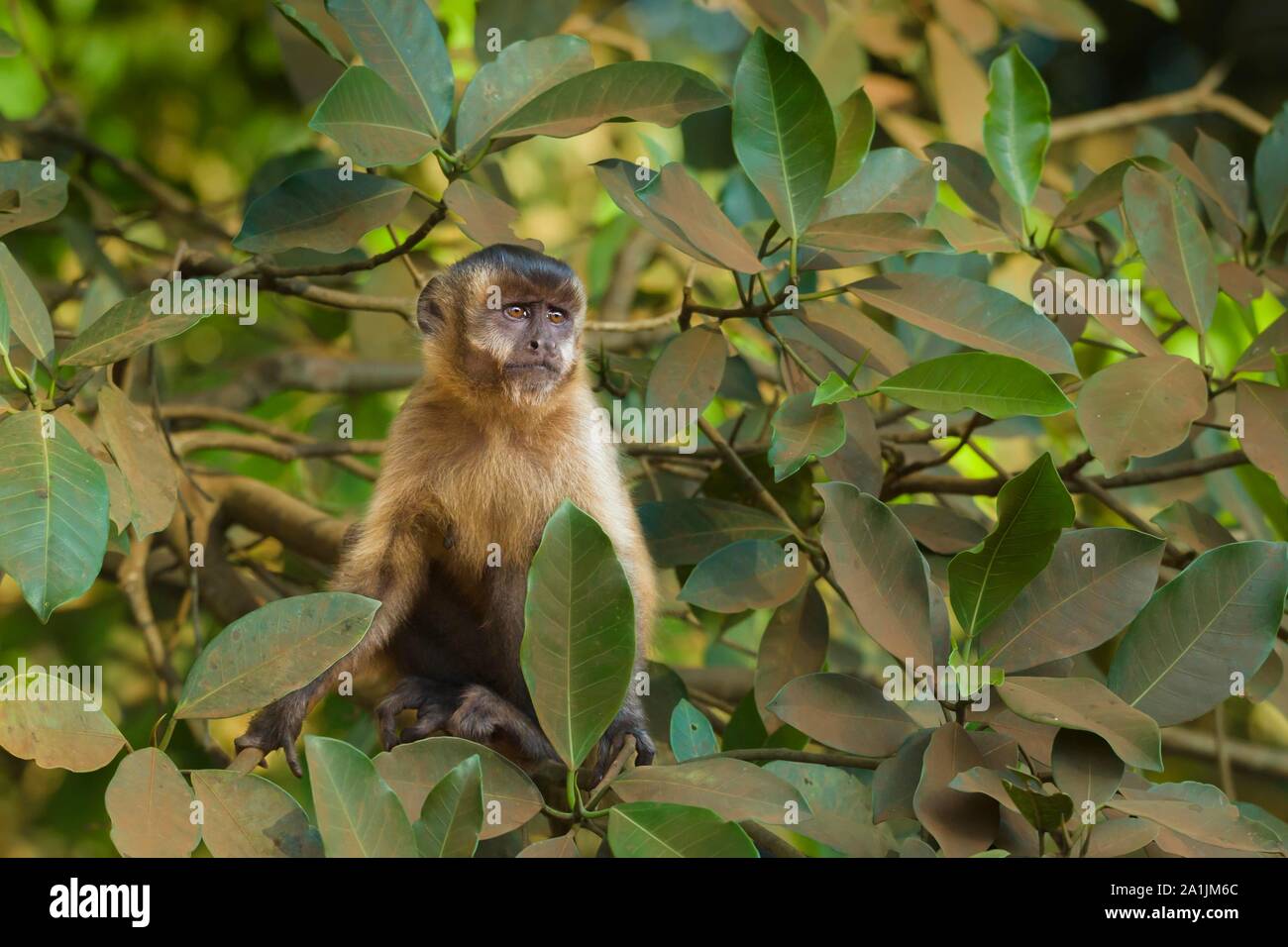 Tufted Capuchin (Cebus apella), sitting in in tree, Brazil Stock Photo ...