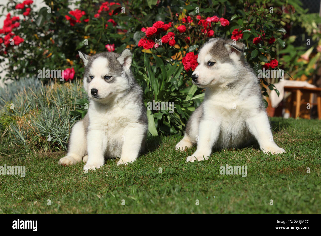 Two gorgeous puppies of siberian husky sitting in front of red roses ...