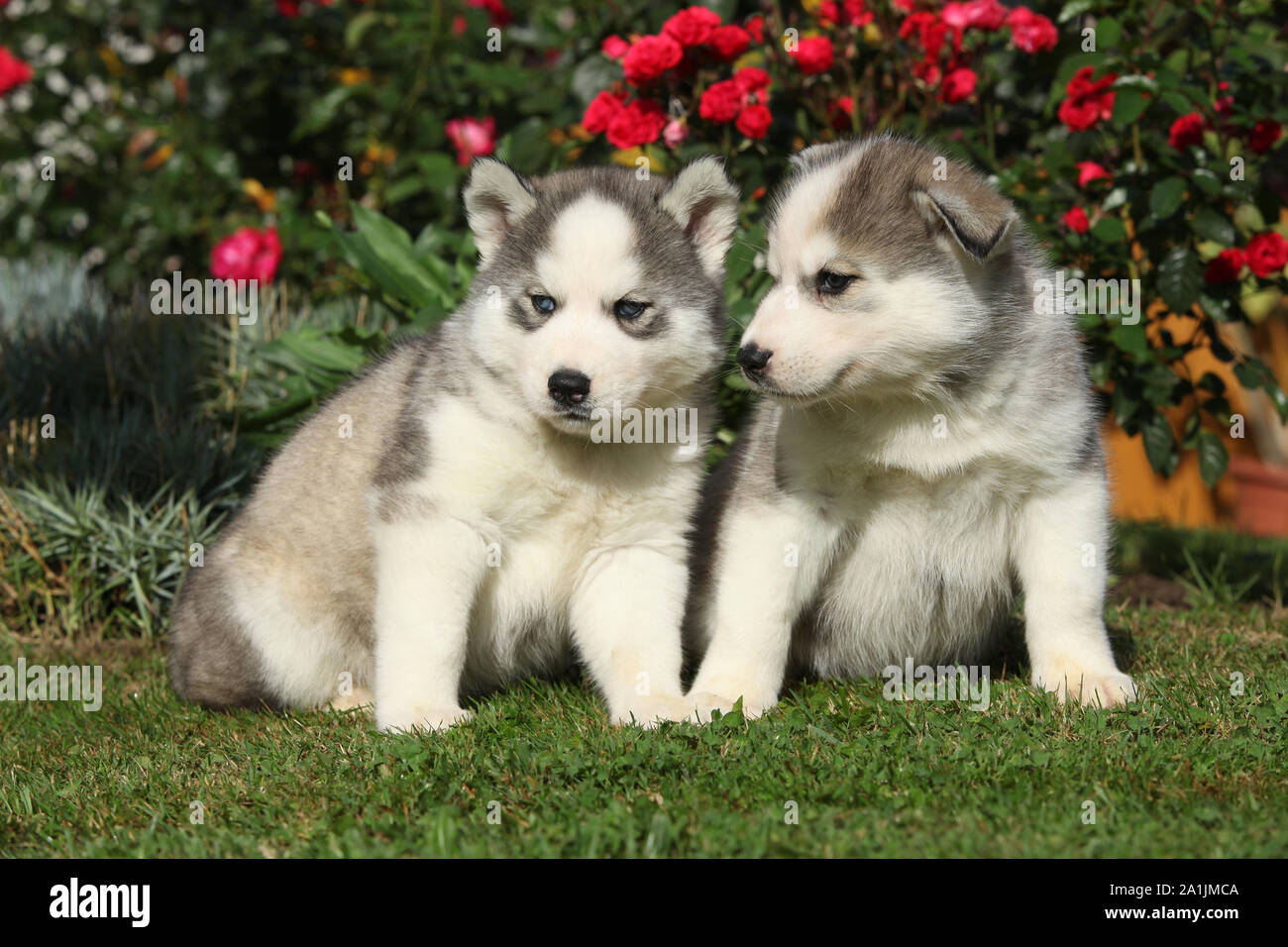 Two gorgeous puppies of siberian husky sitting in front of red roses ...